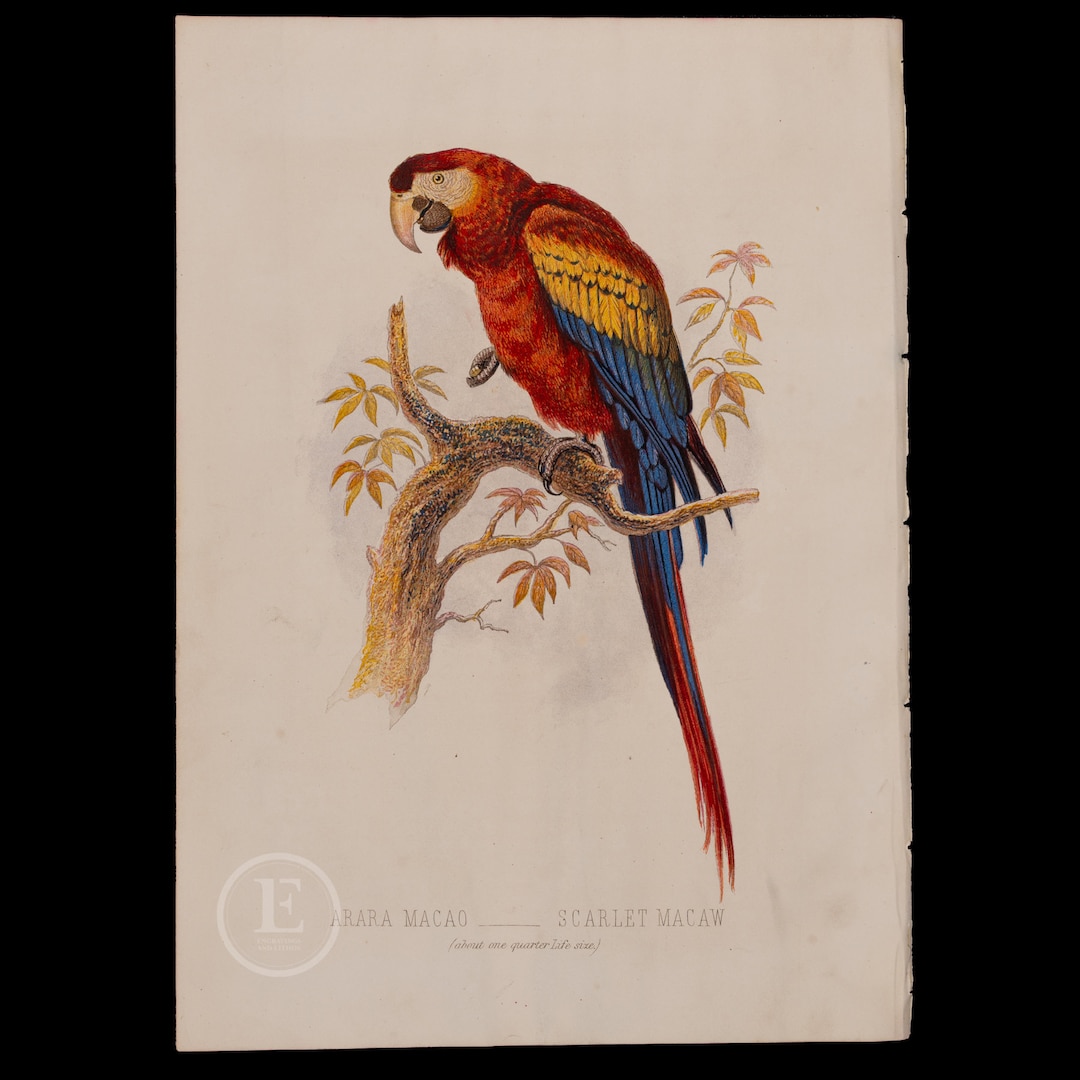 SCARLET MACAW - Very Rare Original Chromolithographs Cassell's "book of ...