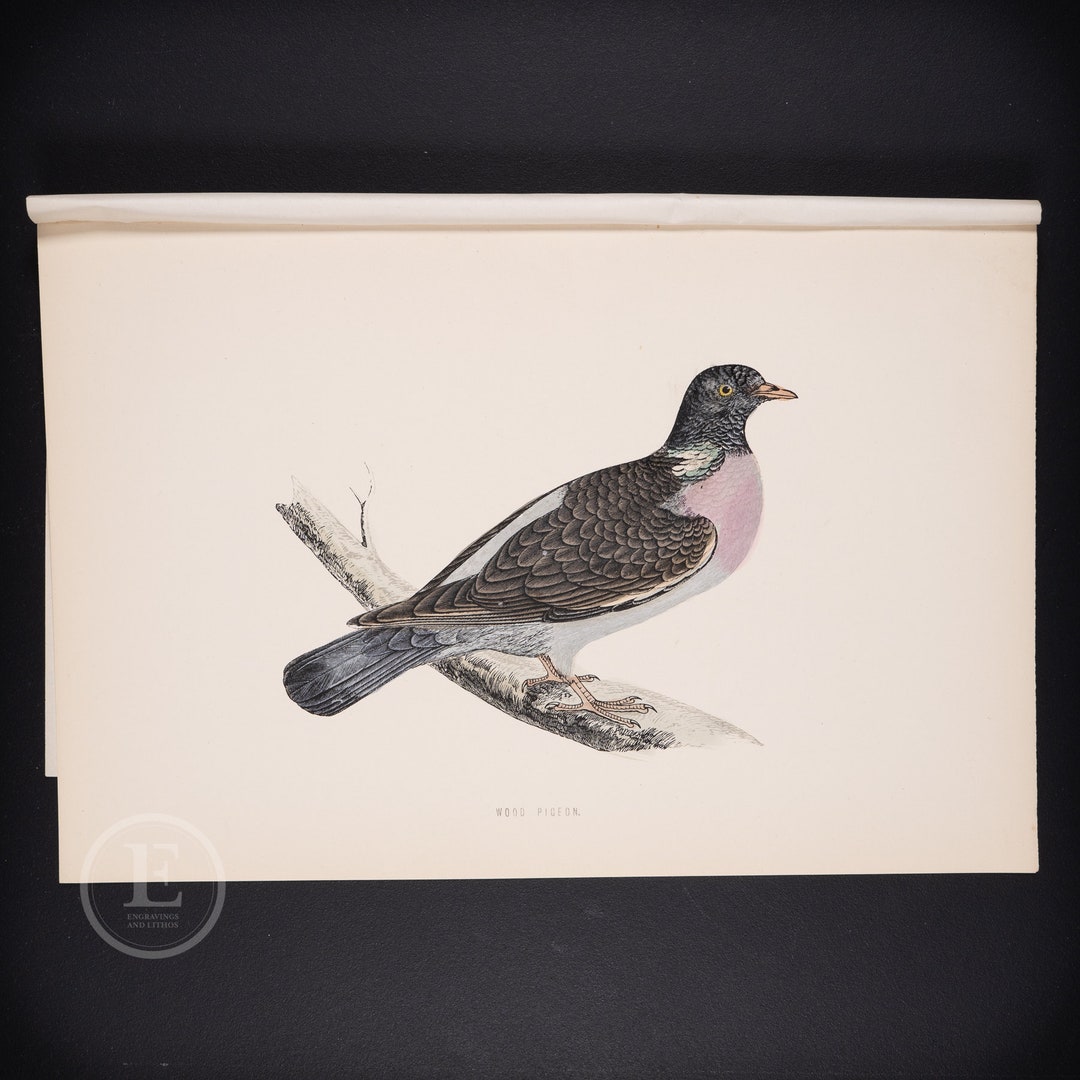Wood Pigeon - British Birds - Original Steel Engraving HAND COLORED ...