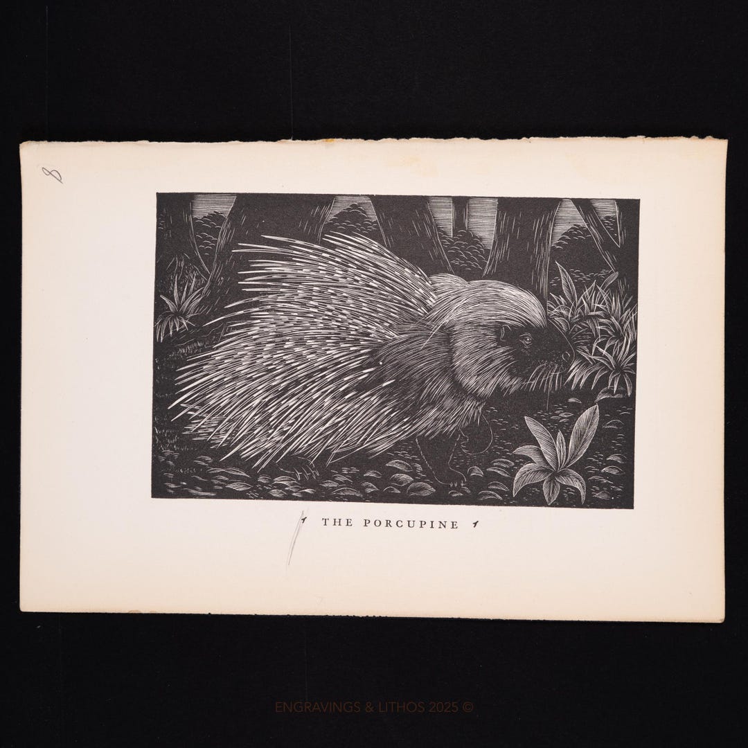 1931 THE PORCUPINE – Illustration From the Life Story of Beasts by Eric ...
