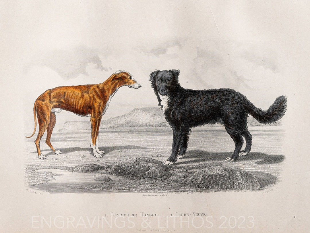 1879 Dogs: Greyhound and Newfoundland - Original Steel Engraving From ...