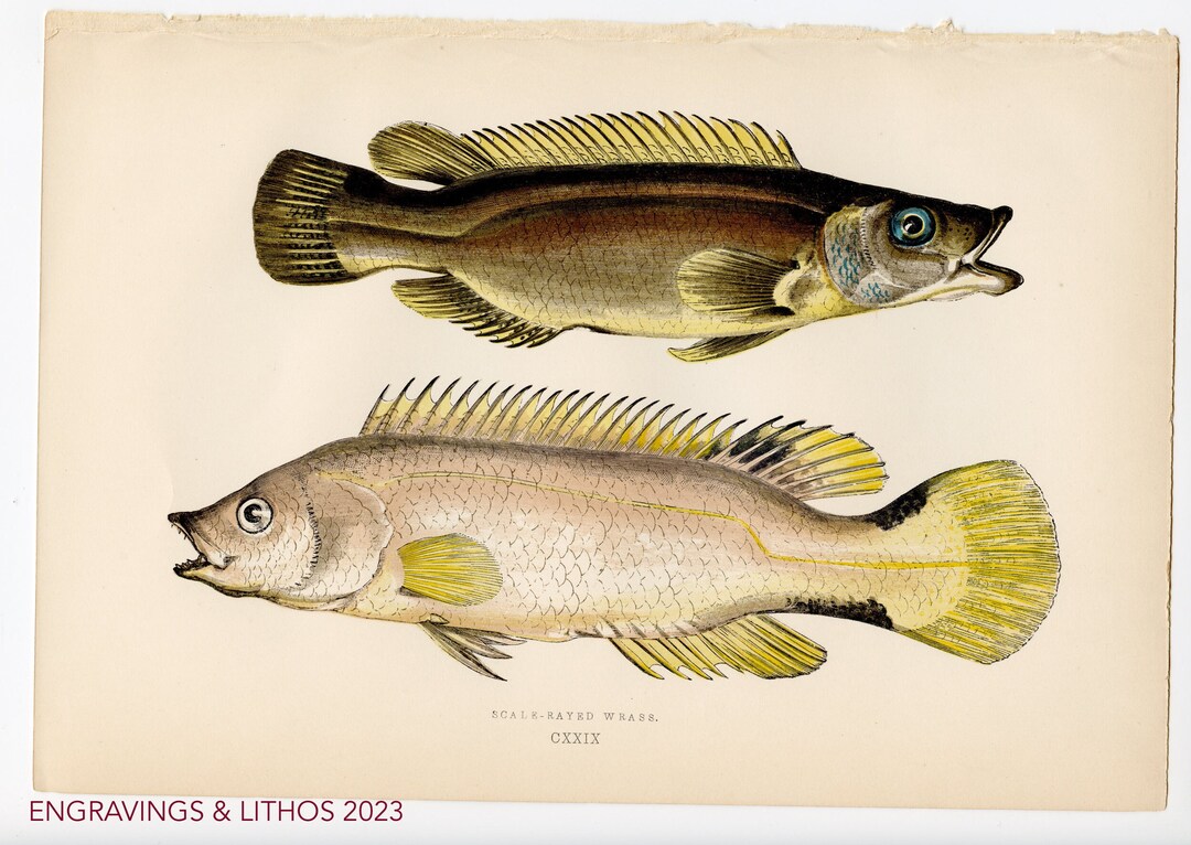 1894 Scale-rayed Wrasse Fish - Original Chromolithography From British ...