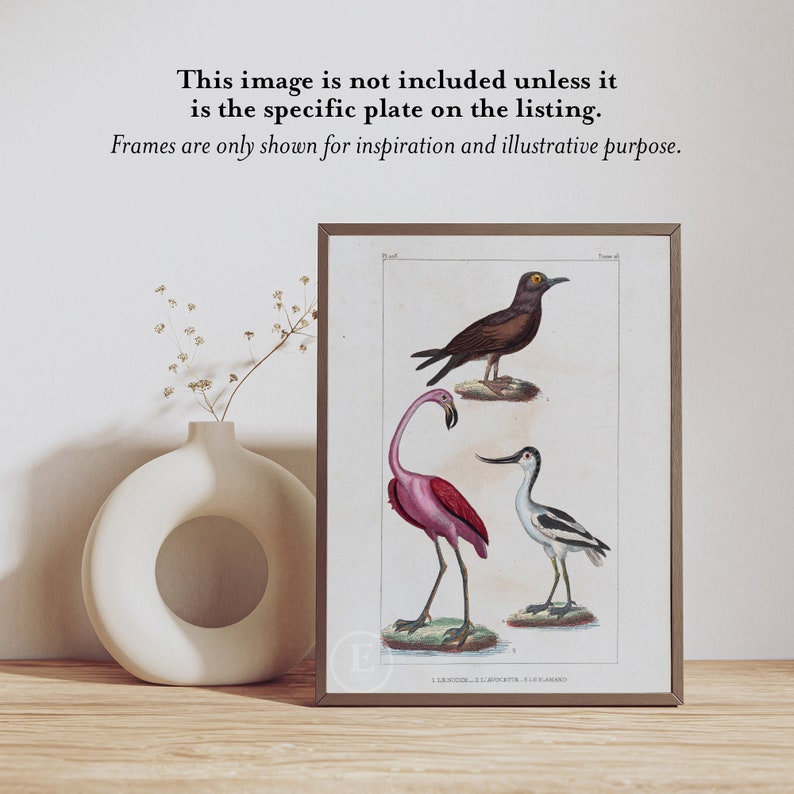 1829 Fennec Fox and Pale Wolf – Hand-colored Steel Engraving, Buffon ...