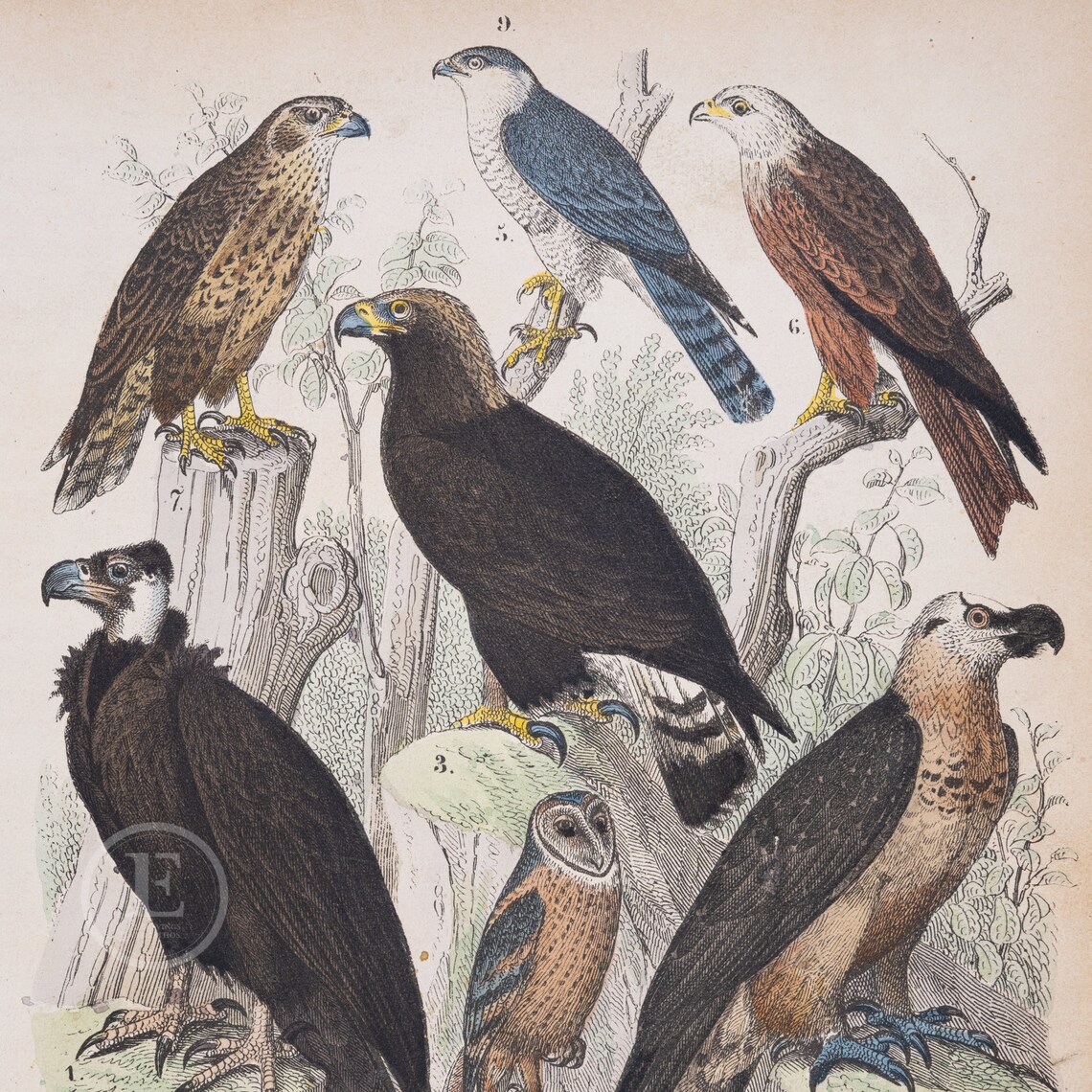 1871 Vulture, Eagle, Falcon, Stork, Kite, Buzzard. Eagle, Tawny, Snowy ...