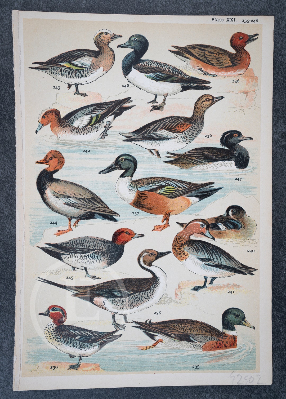 Birds: Mallard, Gadwall, Shoveller, Pintail, Teal, Garganey, Wigeon ...