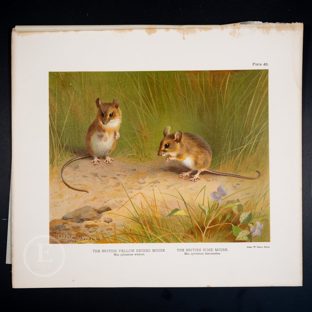 BRITISH MOUSE / Authentic Chromolithograph Print "the Mammals of Great ...
