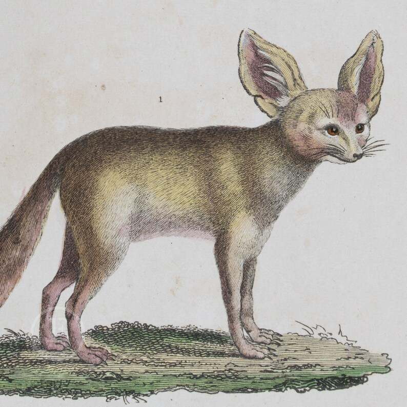 1829 Fennec Fox and Pale Wolf – Hand-colored Steel Engraving, Buffon ...