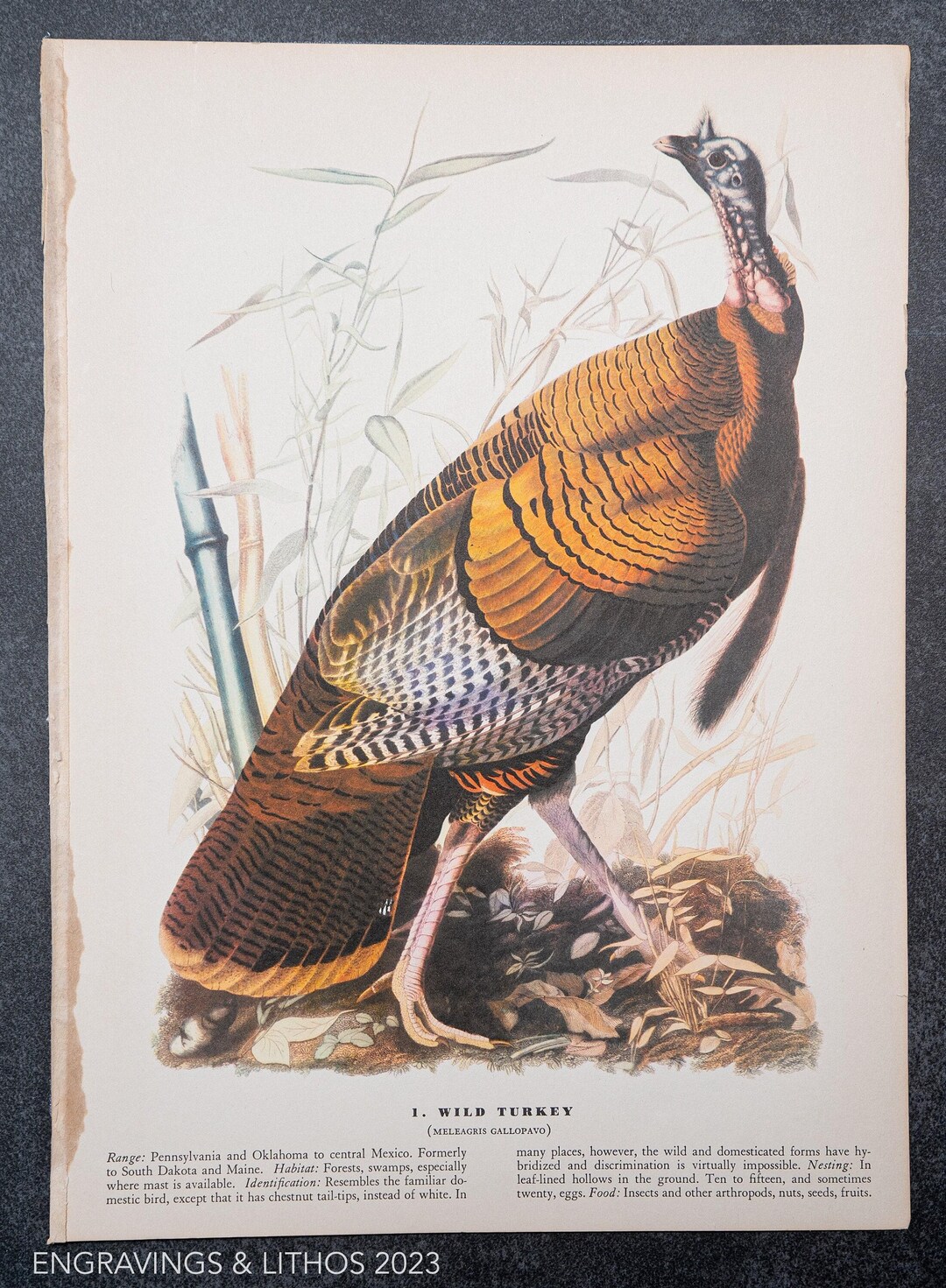 1937 Wild Turkey and Yellow-billed Cuckoo From "john James Audubon ...