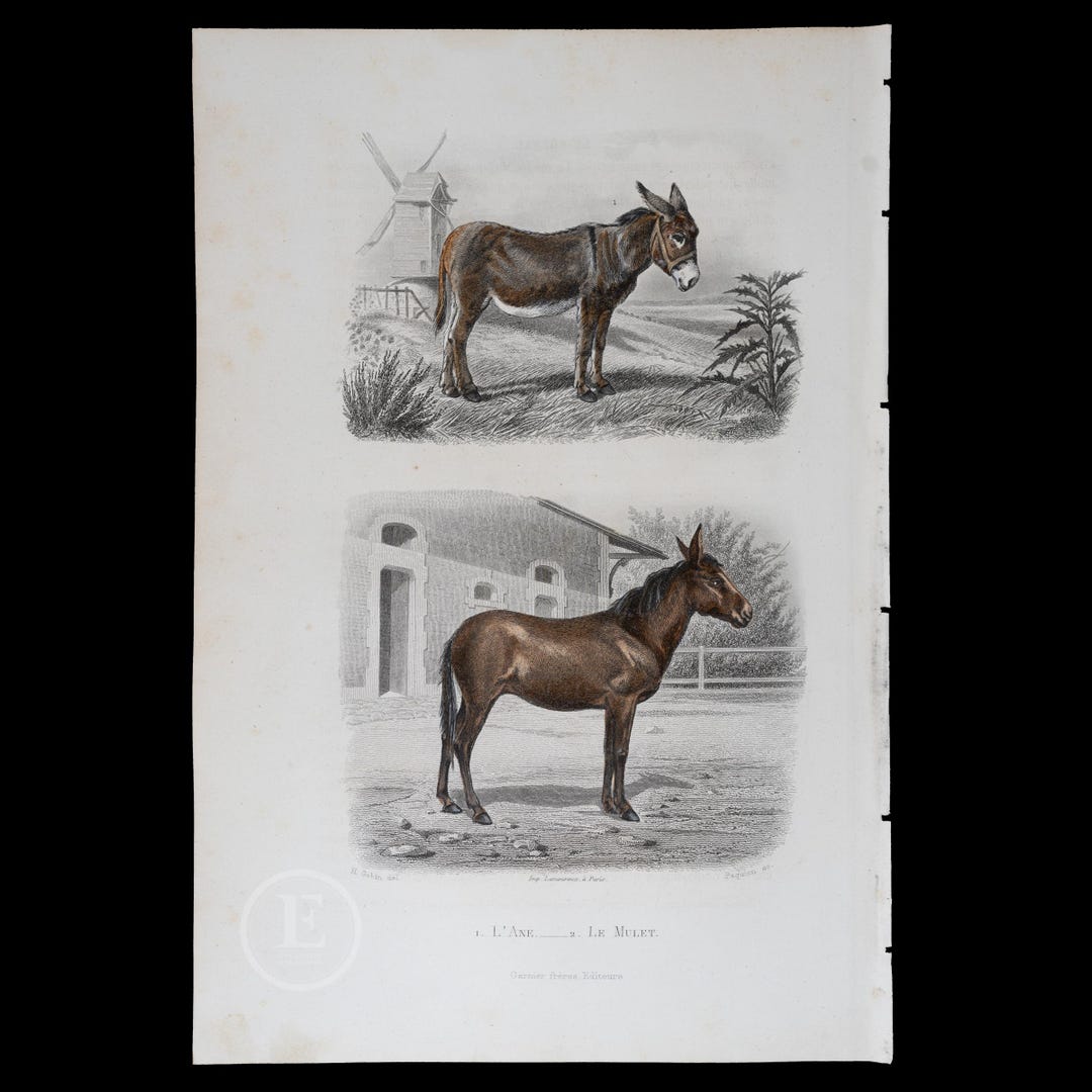 1853 DONKEY AND MULE - Hand-colored Steel Engraving With Gum Arabic ...