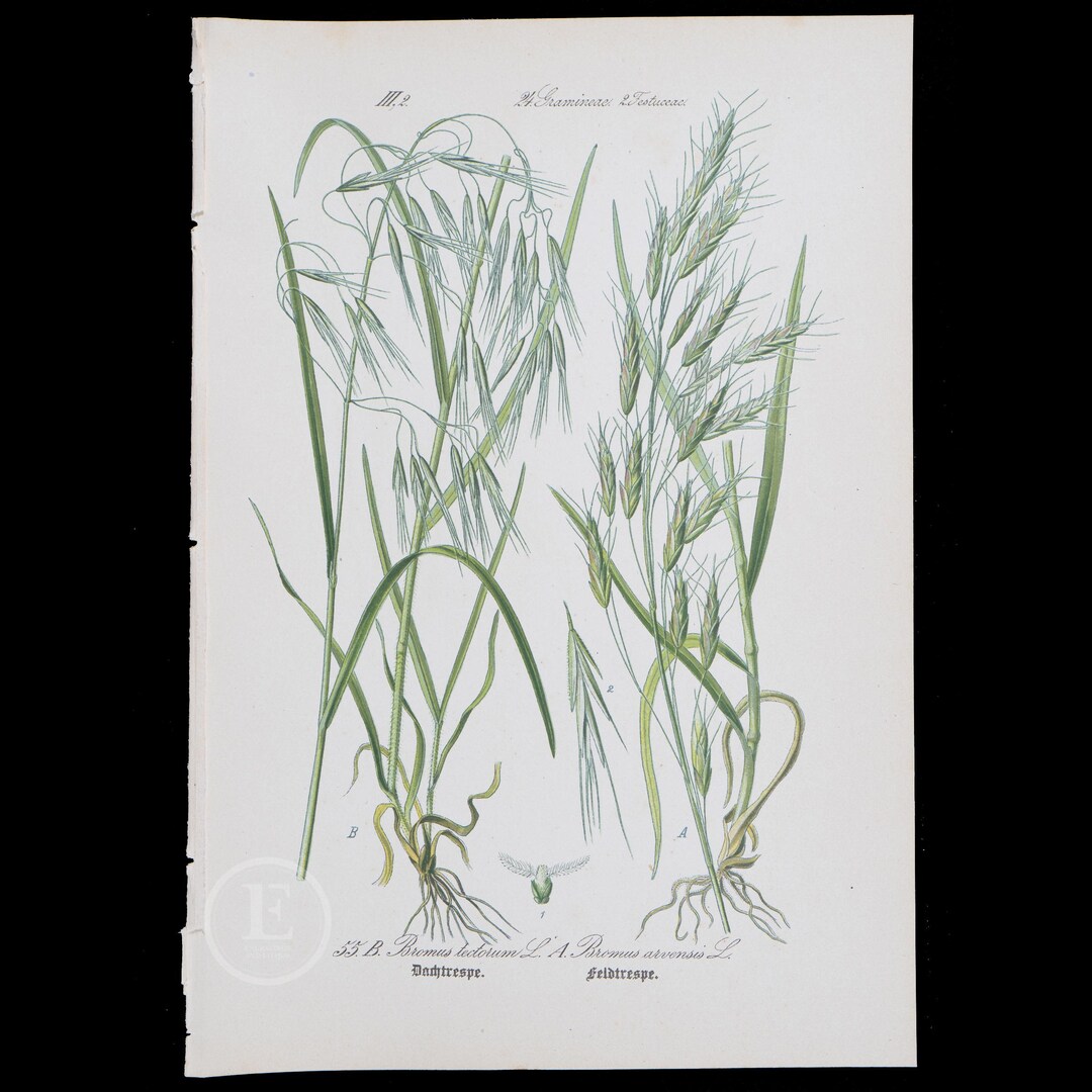 1886 DOWNY and FIELD BROME: Invasive Grass Flora of Germany, Austria ...