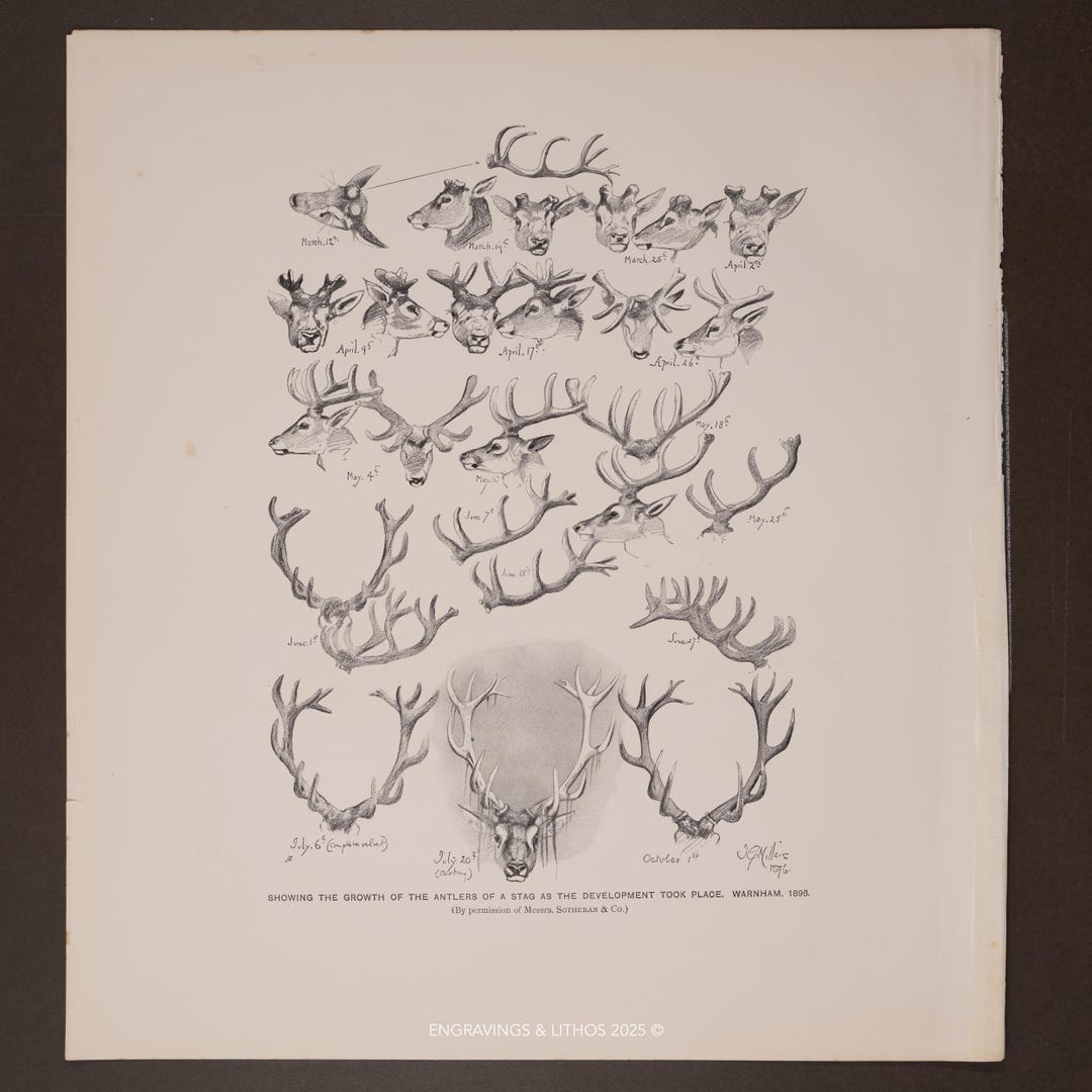 Showing the Growth of the Antlers of a Stag / "the Mammals of Great ...