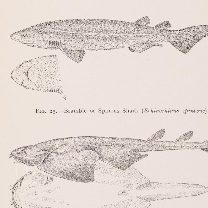 Sharks: Greenland / Bramble / Monk-fish or Angel - Original Color ...