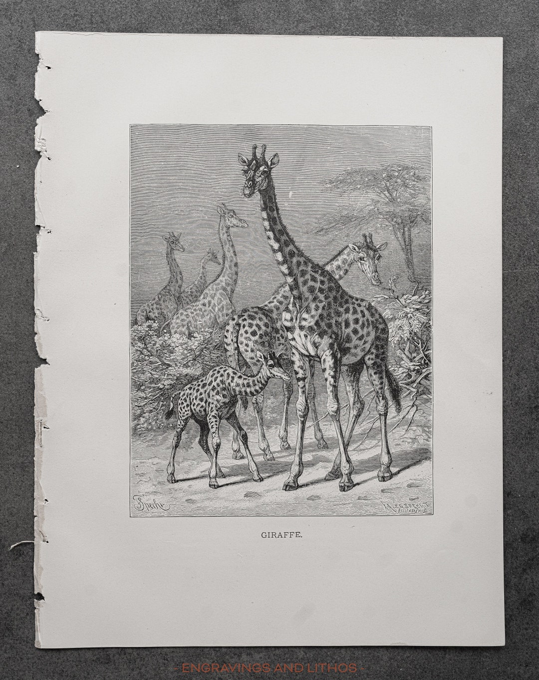 Giraffe Original Lithography Out of animate Creation: Our Living World ...