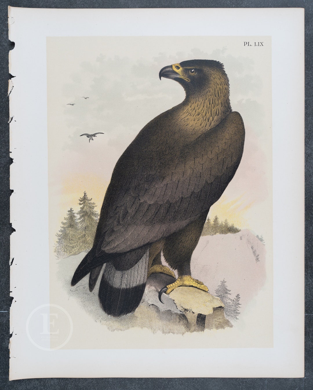 1878 Golden Eagle Bird . Original Print Chromolithograph . Big Size ...
