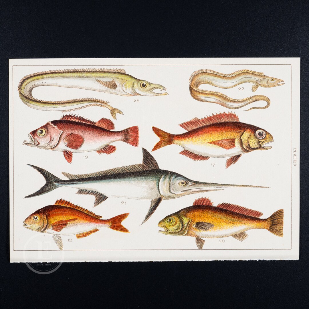 Swordfish, Shadow Fish, Pandora, Bergylt, Hairtail and Scabbard Fish ...