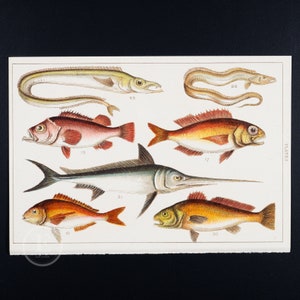 Swordfish, Shadow Fish, Pandora, Bergylt, Hairtail and Scabbard Fish ...