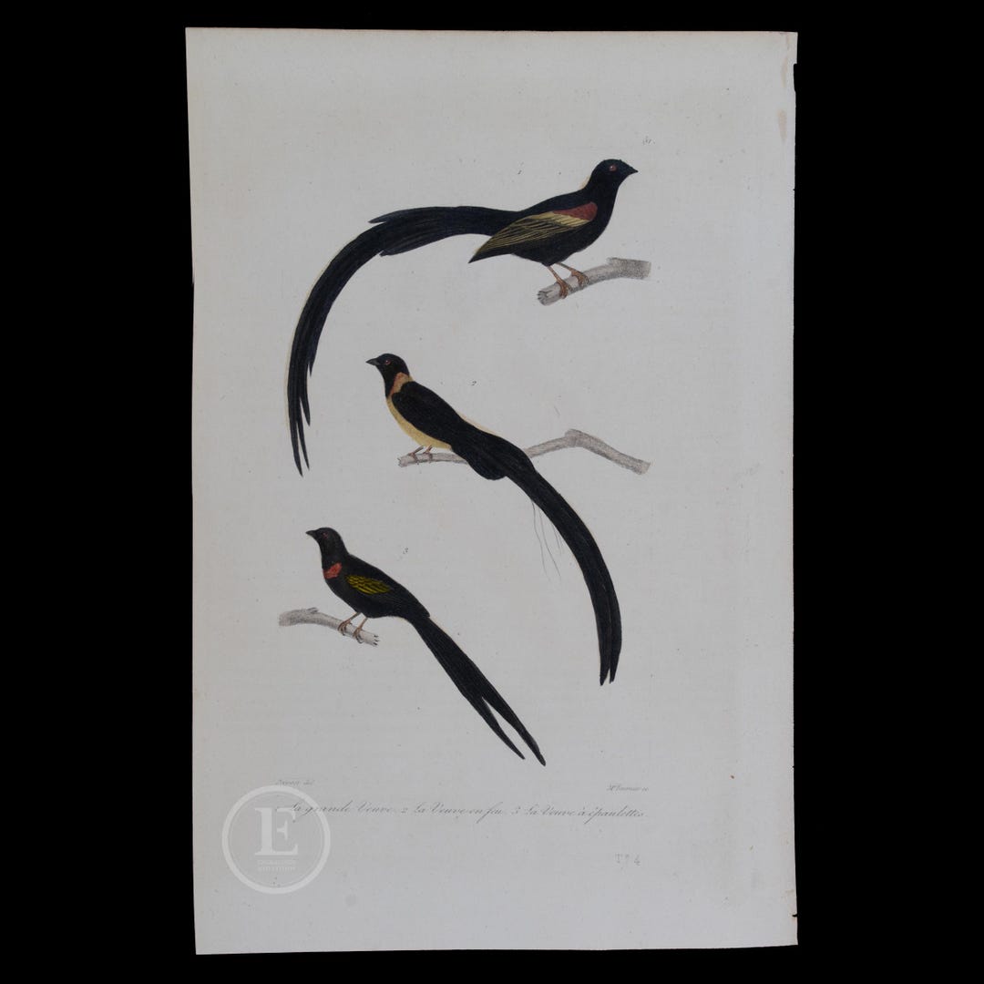1840 WIDOWBIRDS and EPAULET BIRD- Hand-colored Steel Engraving With Gum ...
