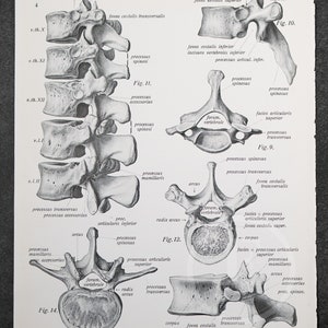 Cervical Vertebrae: Foramen, Atlas, Axis- Human Anatomy - Descriptive ...