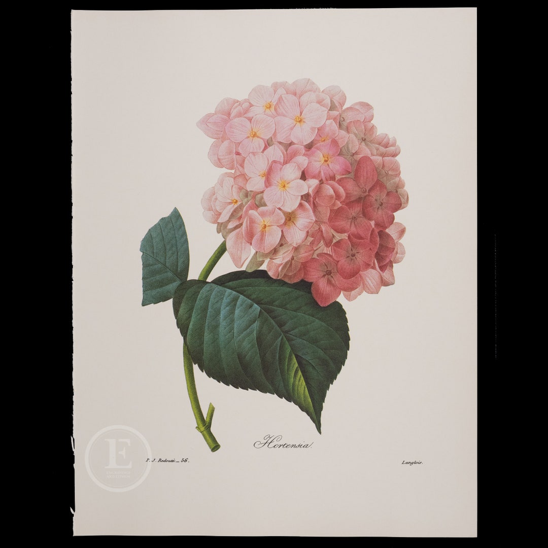 HYDRANGEA: HORTENSIA Flowers and Fruits by Pierre Redoute Vintage ...