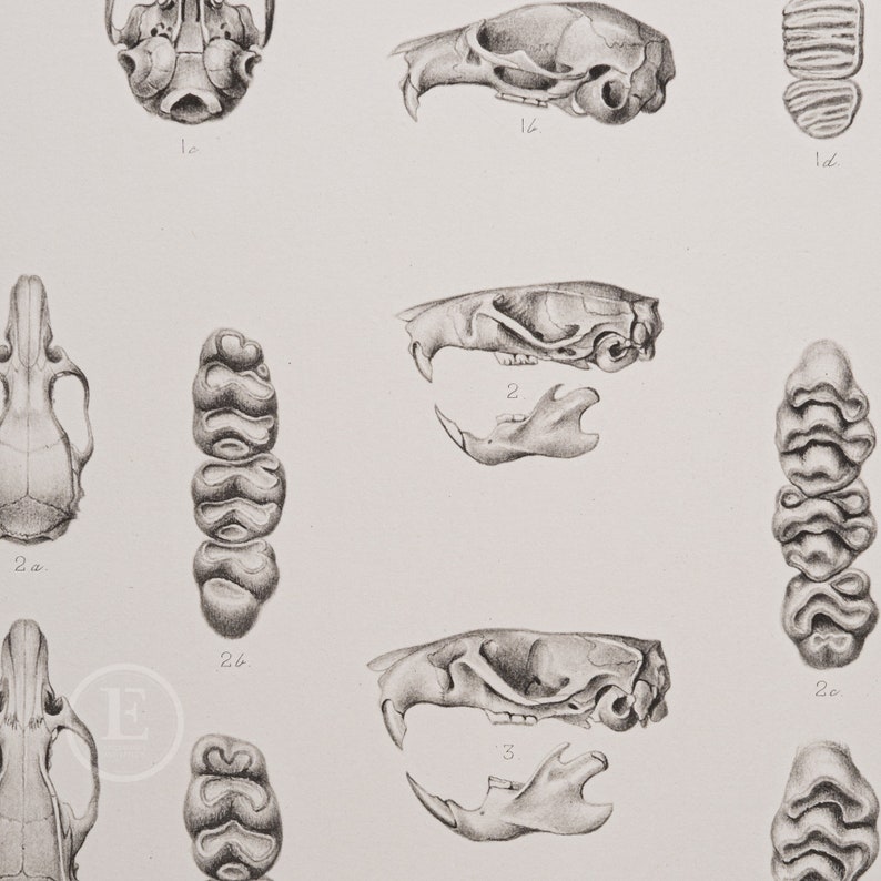 SKULLS and TEETH of RODENTS / Heliogravure Etching "the Mammals of ...