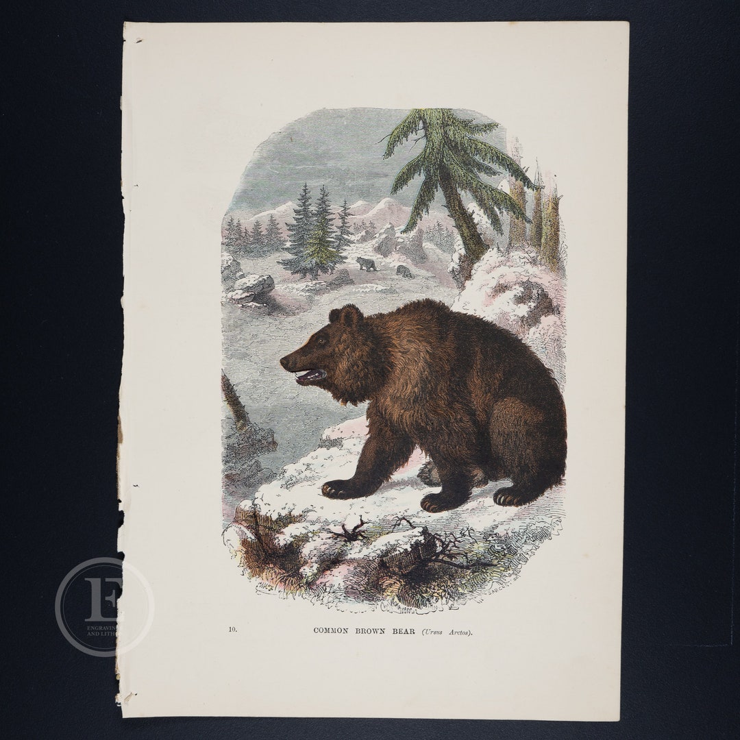 Common Brown Bear . 157-year-old Original Steel Engraving HAND-COLORED ...
