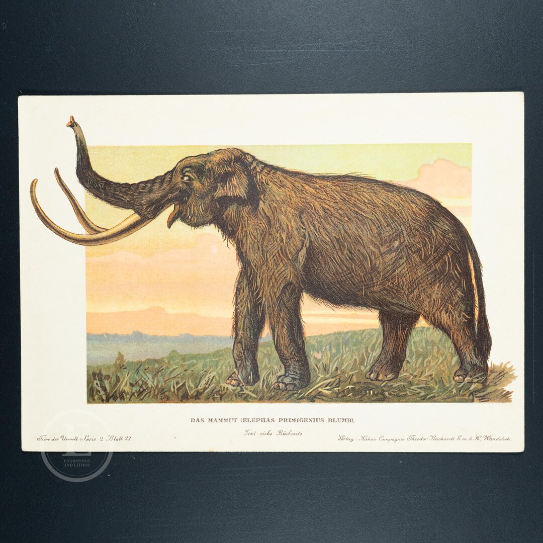 1902 WOOLLY MAMMOTH, Large Mammal From the Pleistocene Epoch - Vintage ...