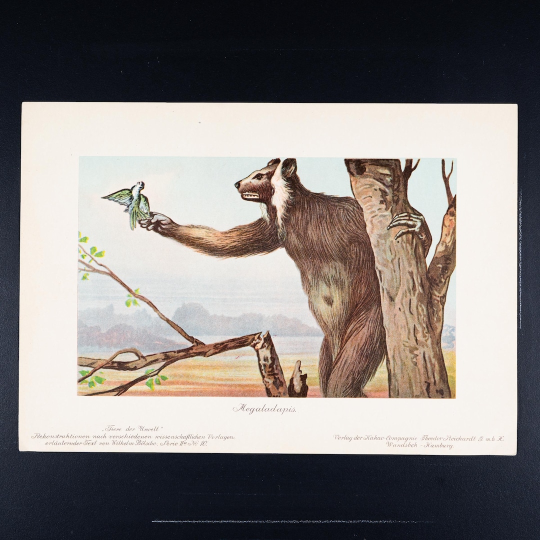 1902 MEGALADAPIS From MAGADASCAR, Extinct Giant Lemur - Vintage Print ...