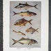 Fish - Original Vintage Color Lithography 1911 - Etsy