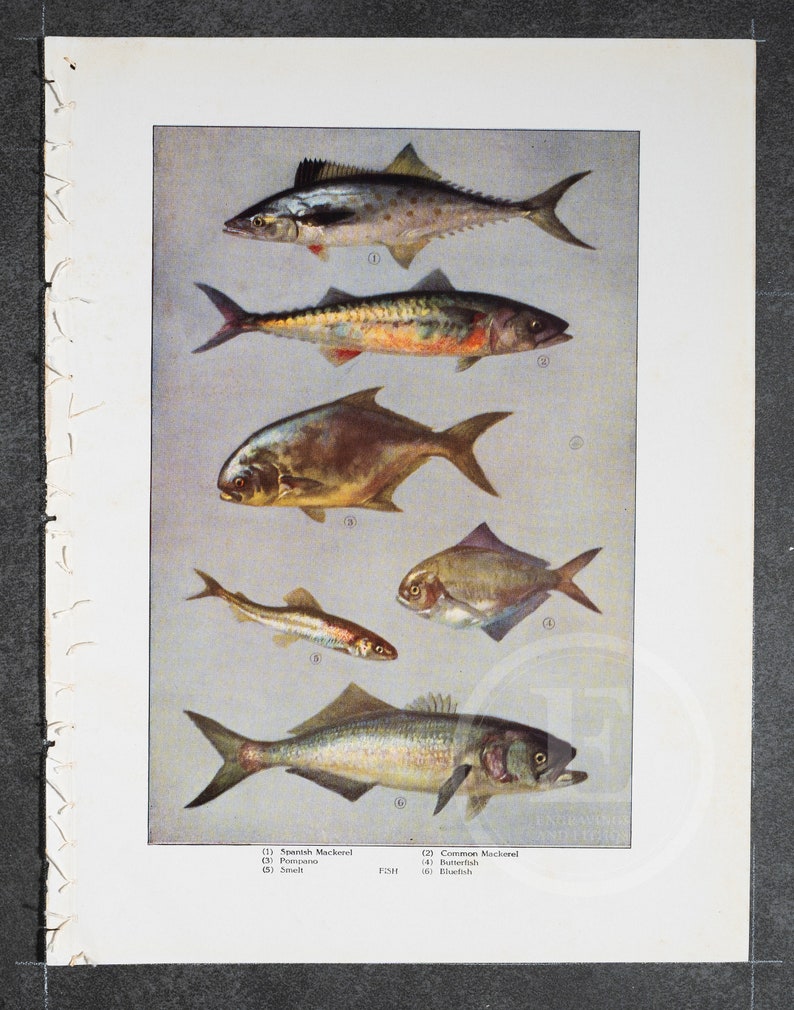 Fish - Original Vintage Color Lithography 1911 - Etsy
