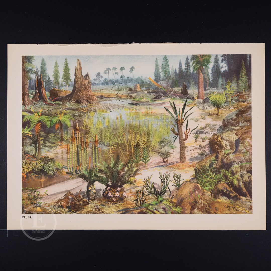 The Mesozoic Scene - Original Vintage Lithograph Print of Extinct ...