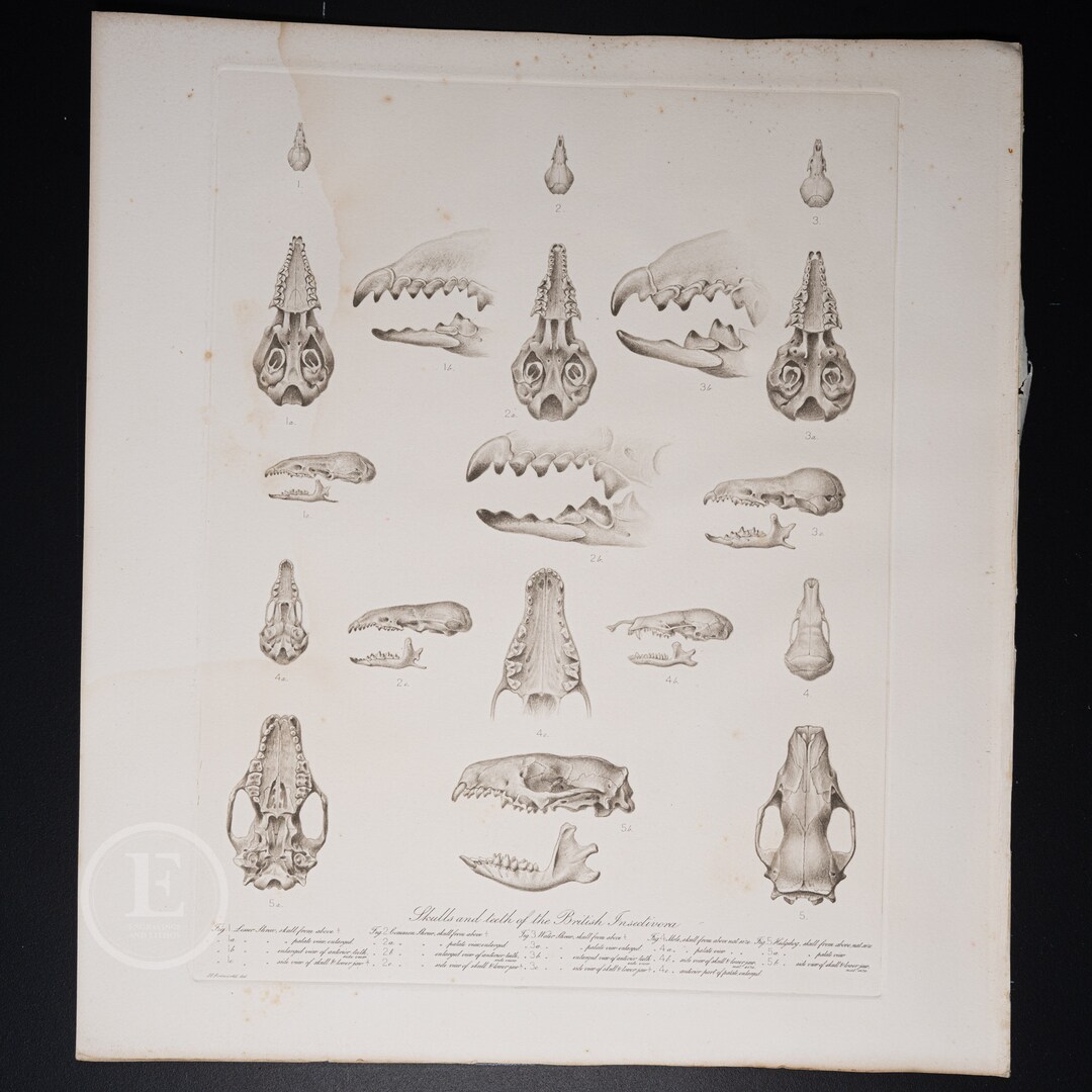 SKULL and TEETH of INSECTIVOROUS / Heliogravure Etching "the Mammals of ...