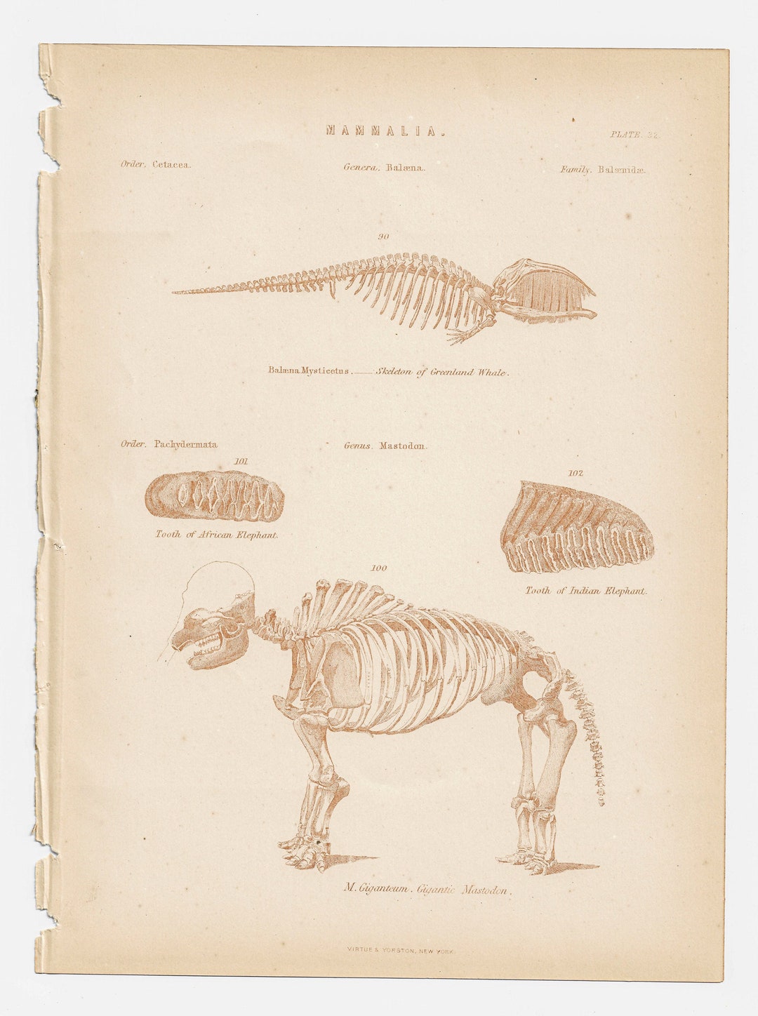 Skeleton of Greenland Whale, Mastodon - Exquisite Plate - RARE ORIGINAL ...