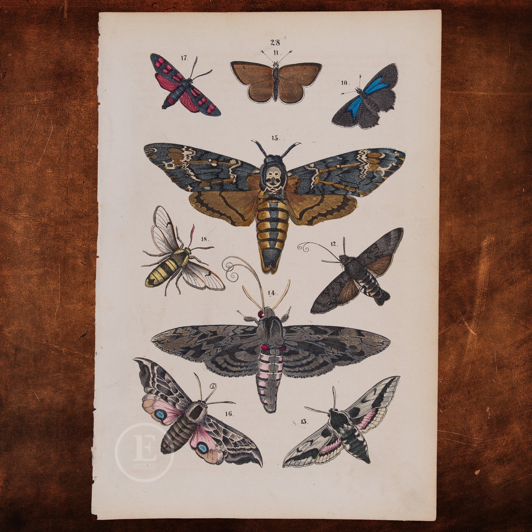 1866 Moths: Hairstreak, Copper, Death's-head Hawkmoth, Eyed Hawk-moth ...