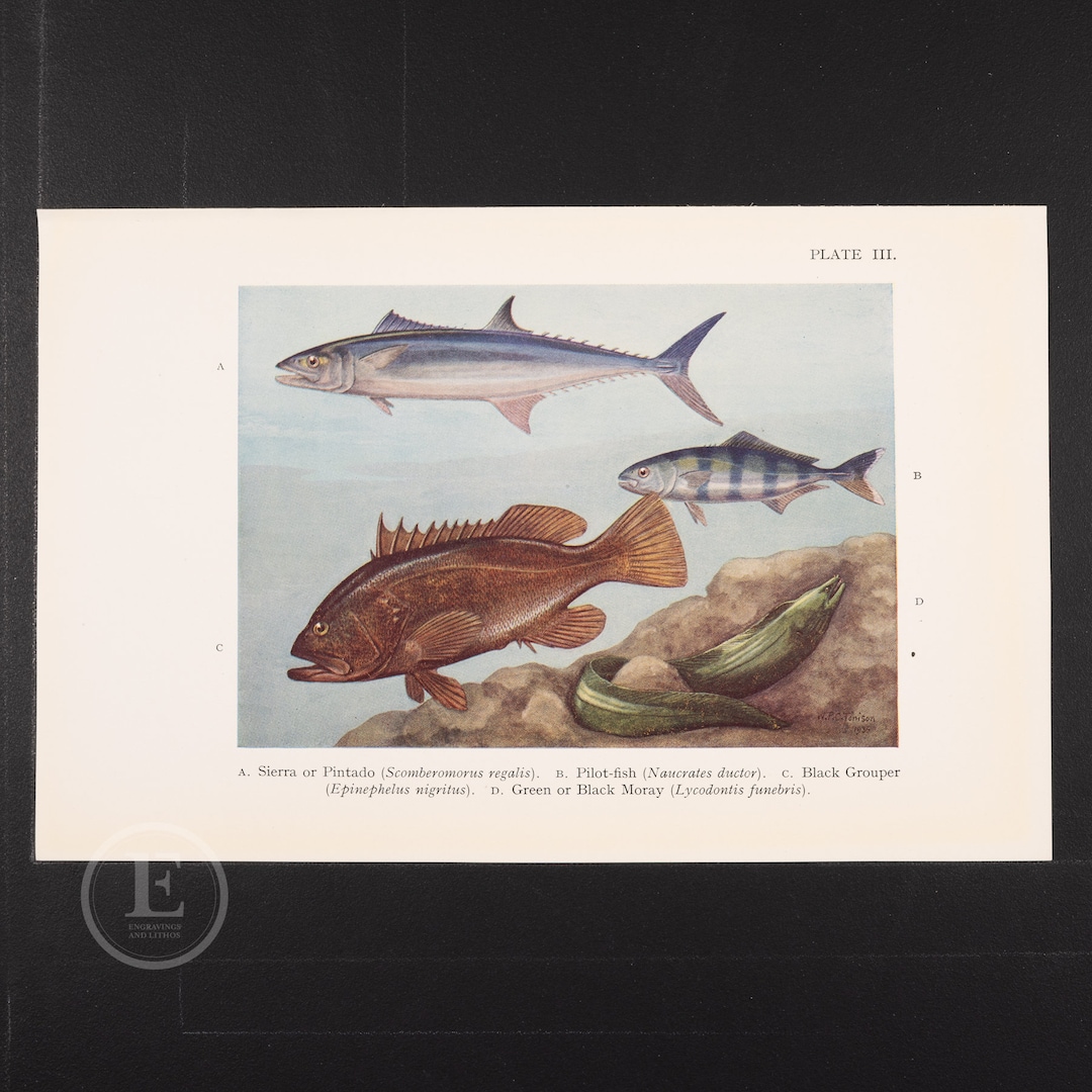 Sierra / Pilot Fish / Black Grouper / Green Moray - Original Color ...