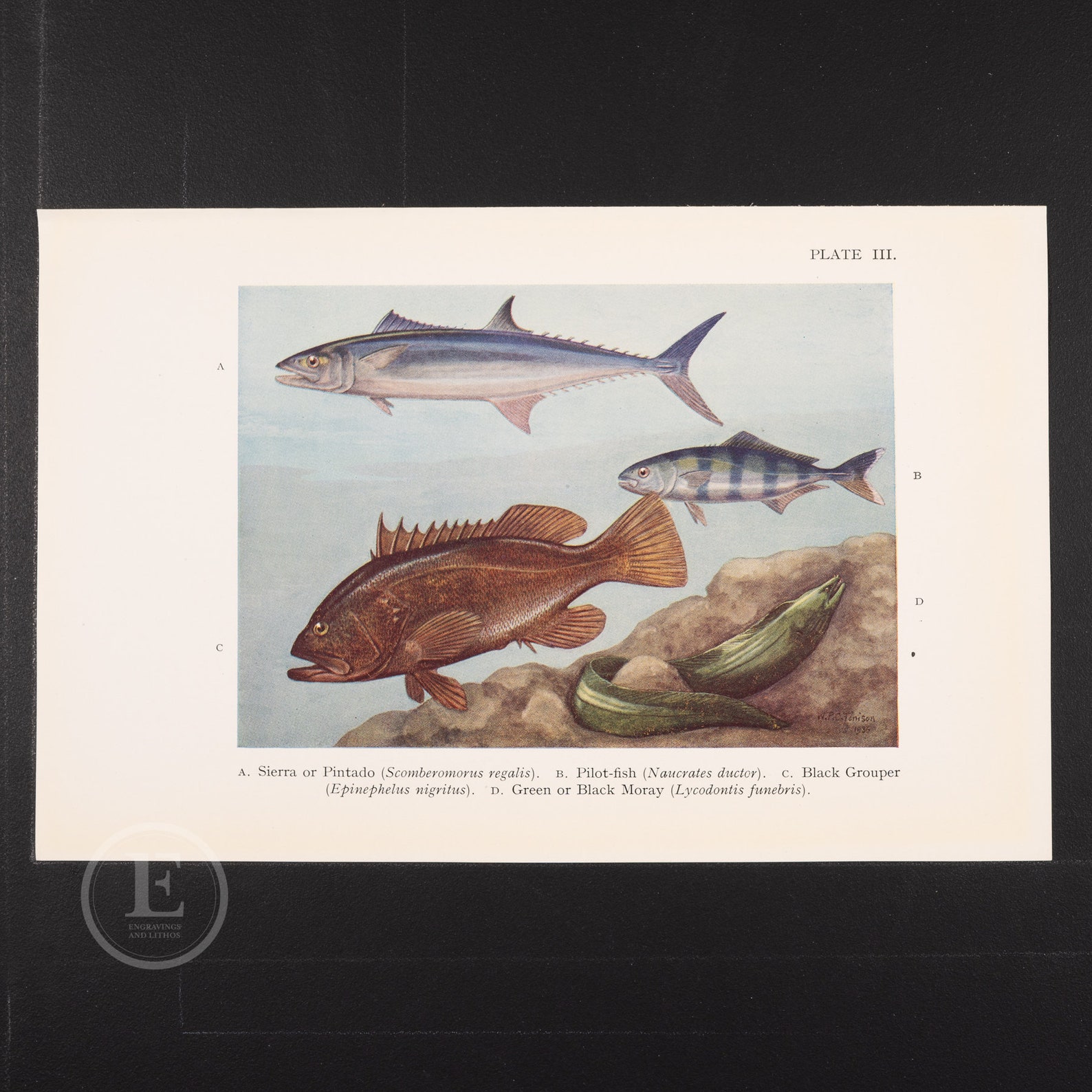 Sierra / Pilot Fish / Black Grouper / Green Moray - Original Color ...