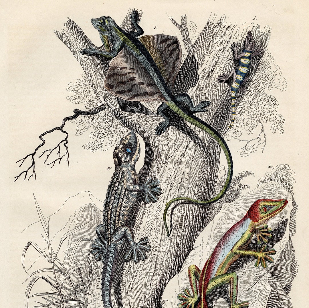 Lizards: Flying Dragon, Sinai Gecko, Island Gecko, Flat-tail Gecko ...