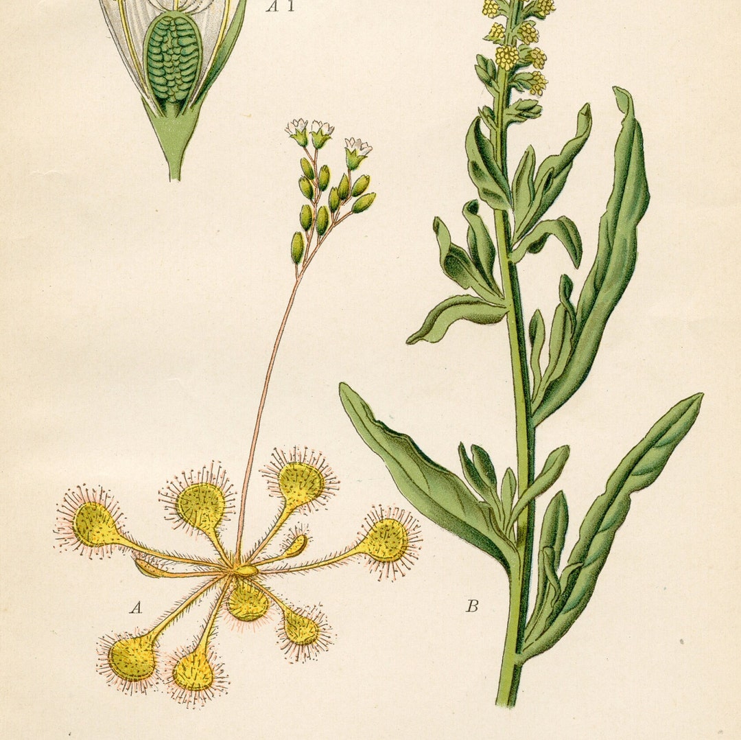 Sundew and Rocket/ Chromolithograph - Rare/original From "leerboek Der ...