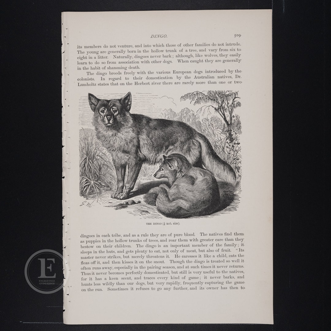 THE DINGO - Original Lithography From the Royal Natural History 1896 - Etsy