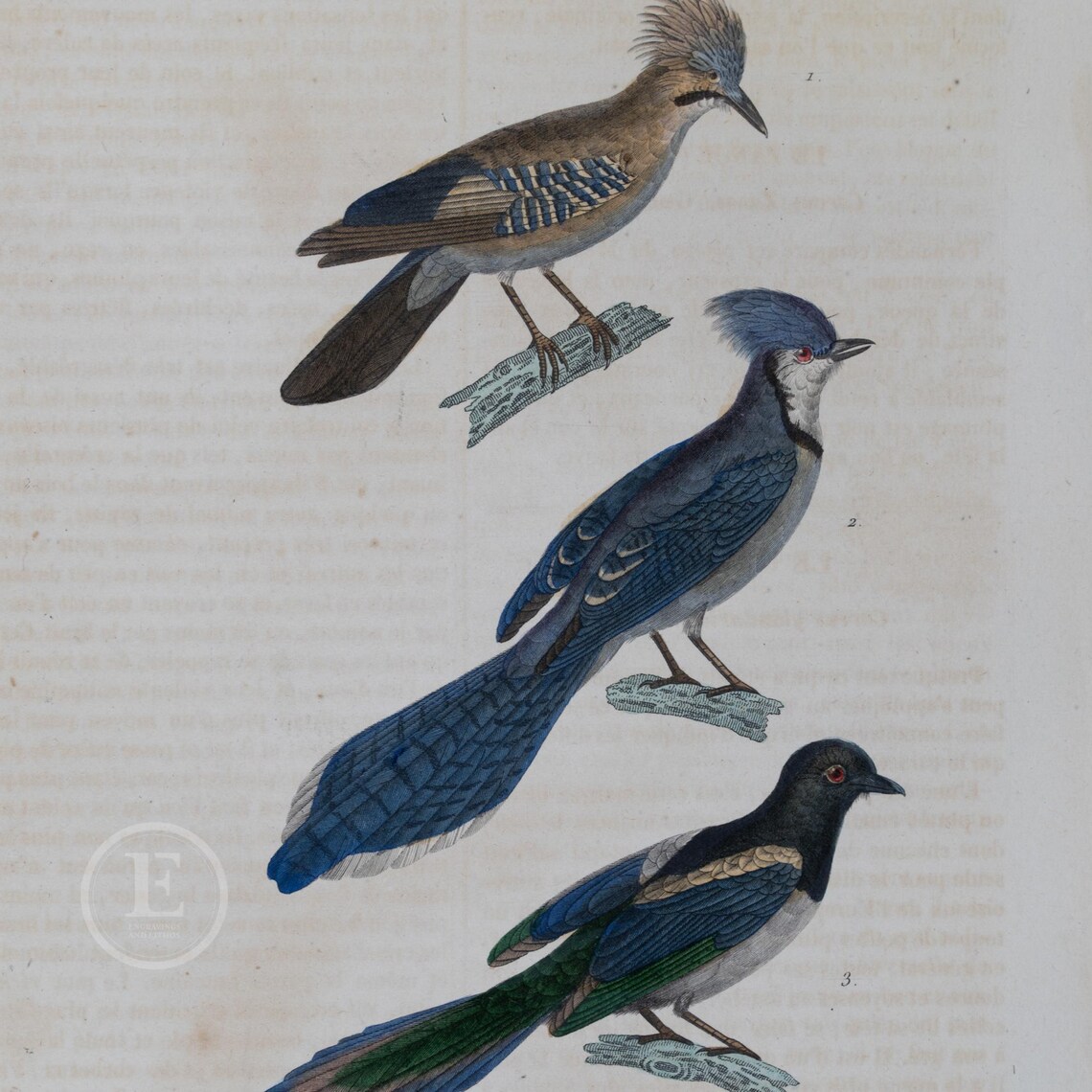 1840 JAY, American Blue JAY, MAGPIE - Hand-colored Steel Engraving With ...
