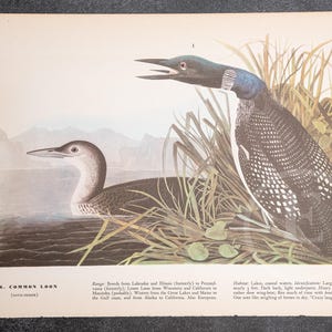 1937 Common Loon and Purple Gallinule - Vintage Print From "john James ...