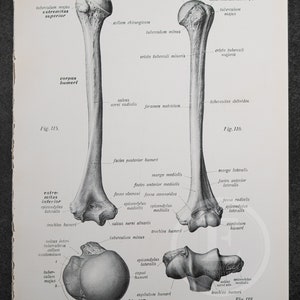 Upper Limb Bones: Humerus, Forearm / Human Anatomy - Descriptive ...