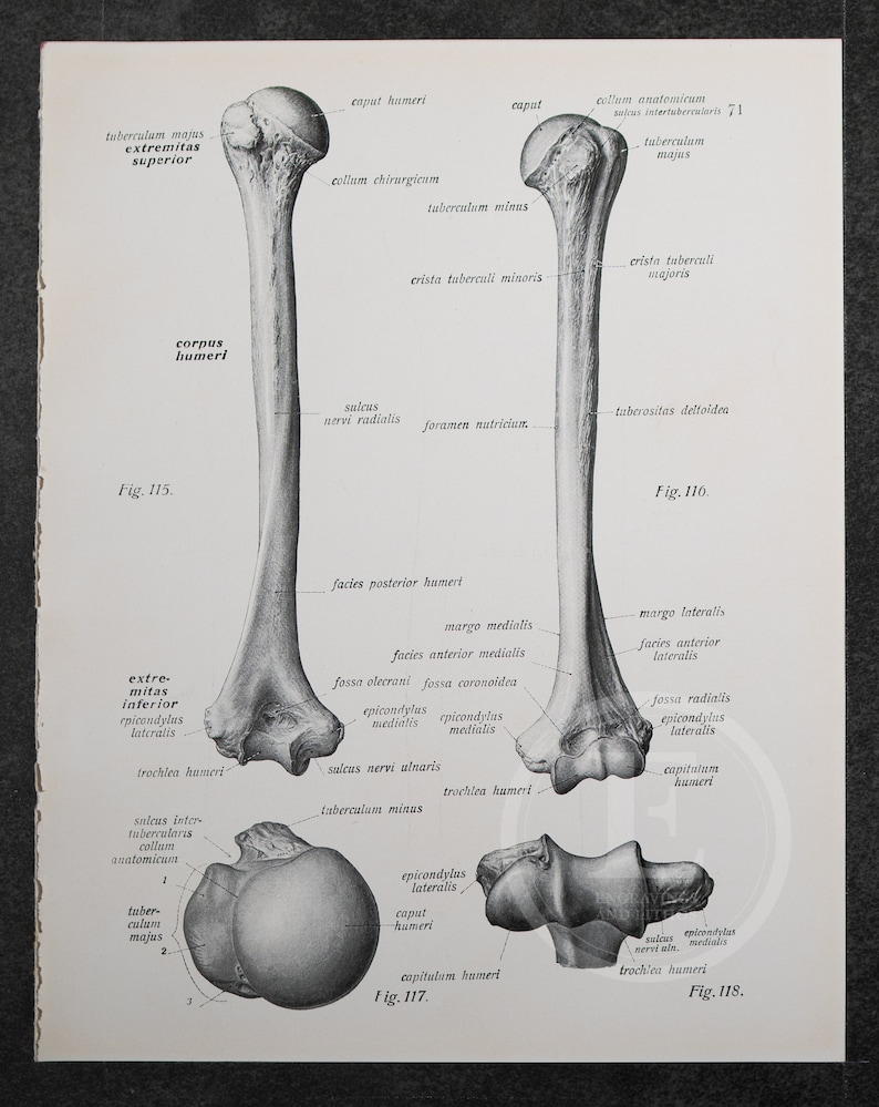 Upper Limb Bones: Humerus, Forearm / Human Anatomy - Descriptive ...