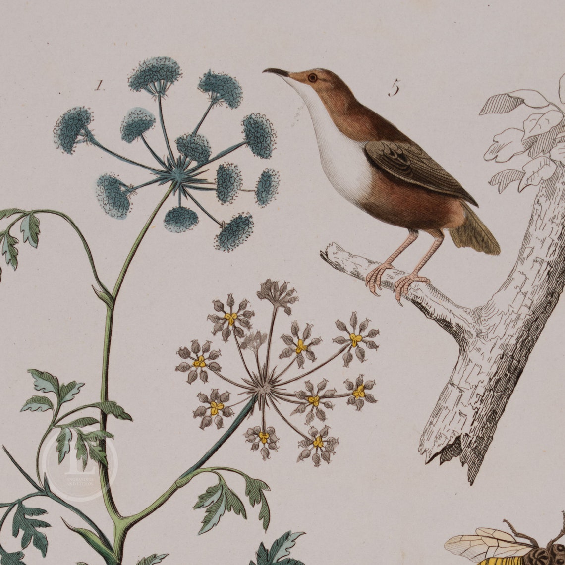 1847 Hemlock, European Dipper, Cimbex – Original 1847 Botanical ...