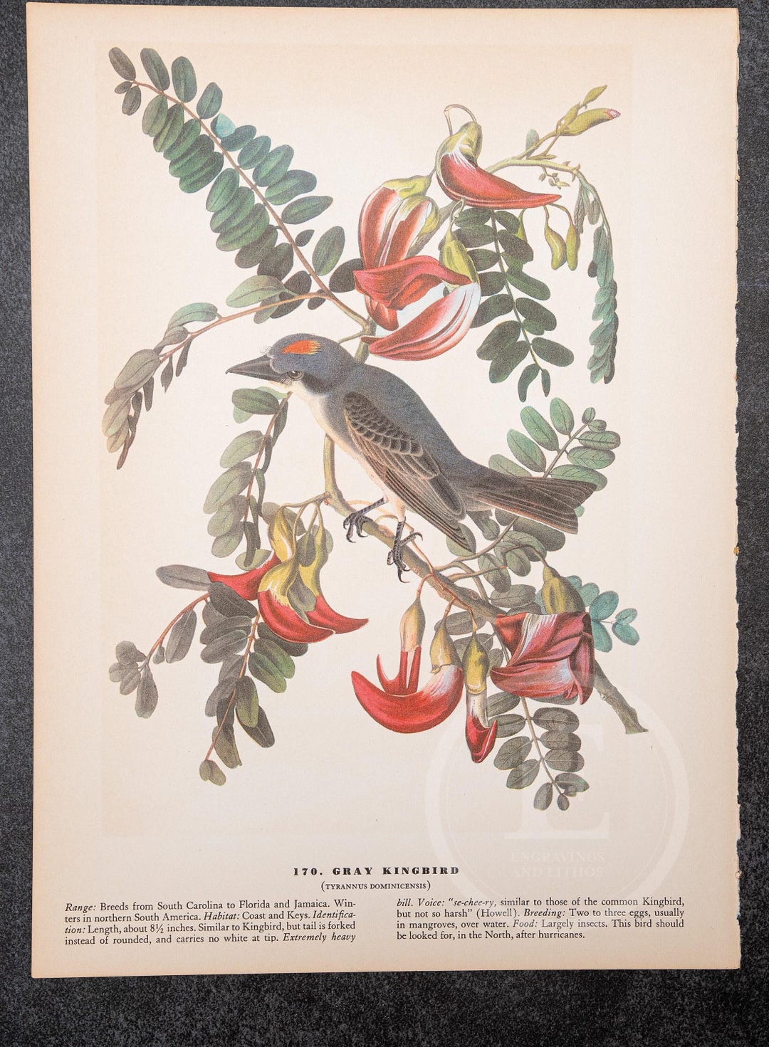 1937 Gray Kingbird and Maynard's Cuckoo From "john James Audubon Birds ...