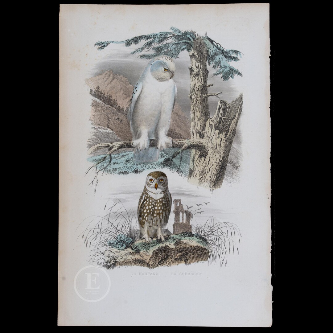 1840 OWLS: SNOWY and LITTLE - Hand-colored Steel Engraving With Gum ...