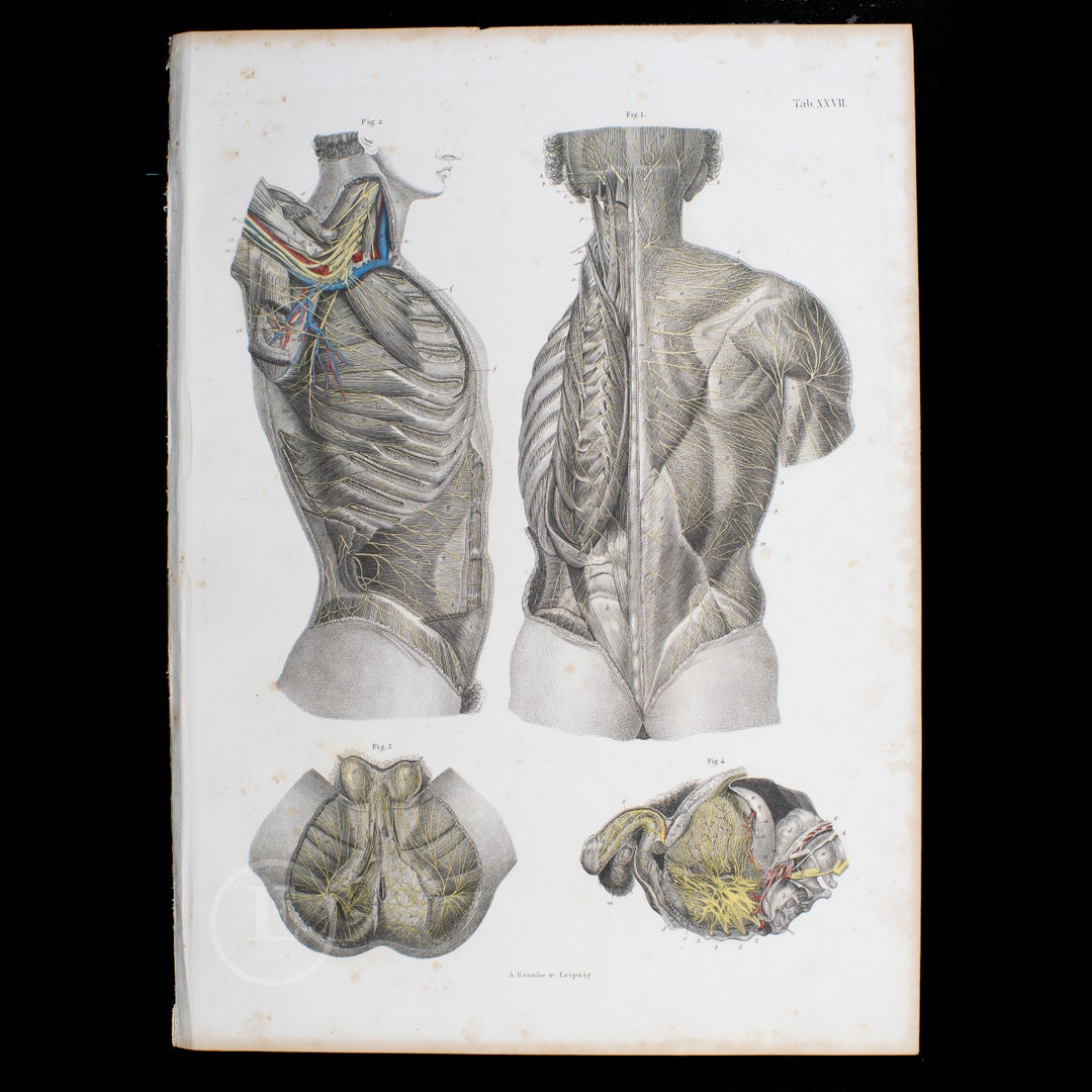 1860 NERVIOS: Tórax y perineo masculino Grabados originales en acero de ...