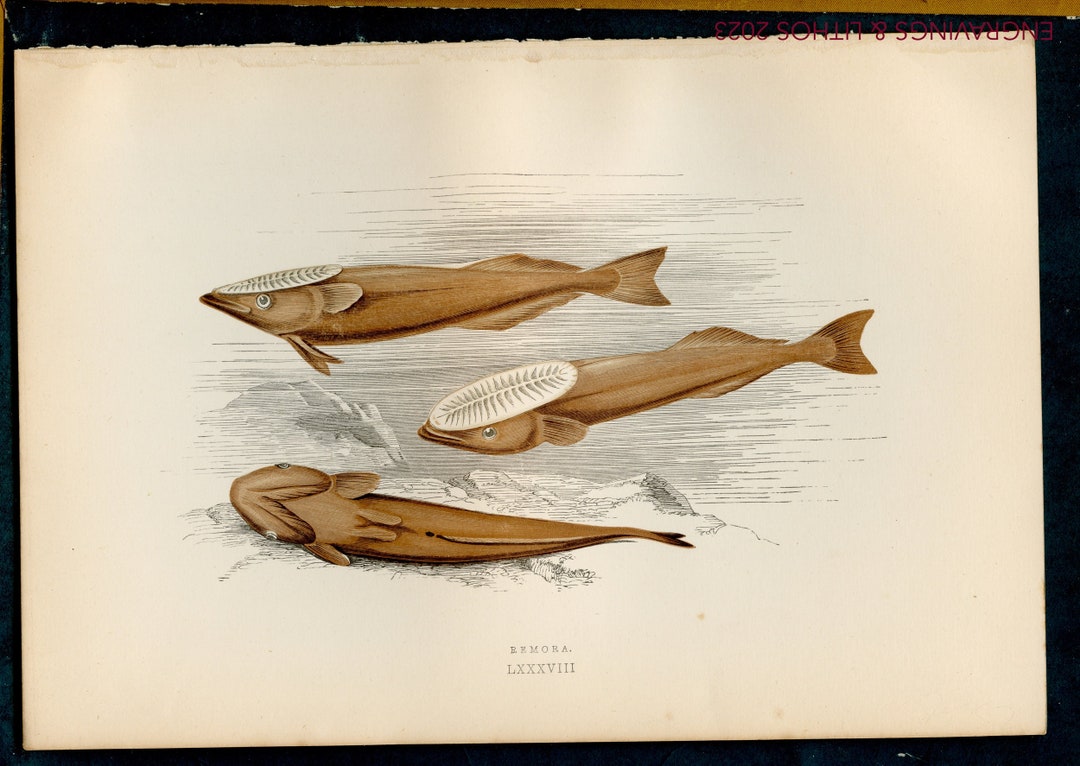 1894 Remora Fish - Original Chromolithography From British Fresh Water ...