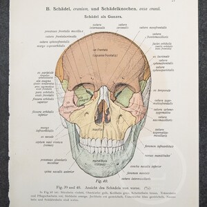 View of the Skull: Front and Left Side /- Human Anatomy - Descriptive ...