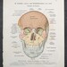 View of the Skull: Front and Left Side /- Human Anatomy - Descriptive ...