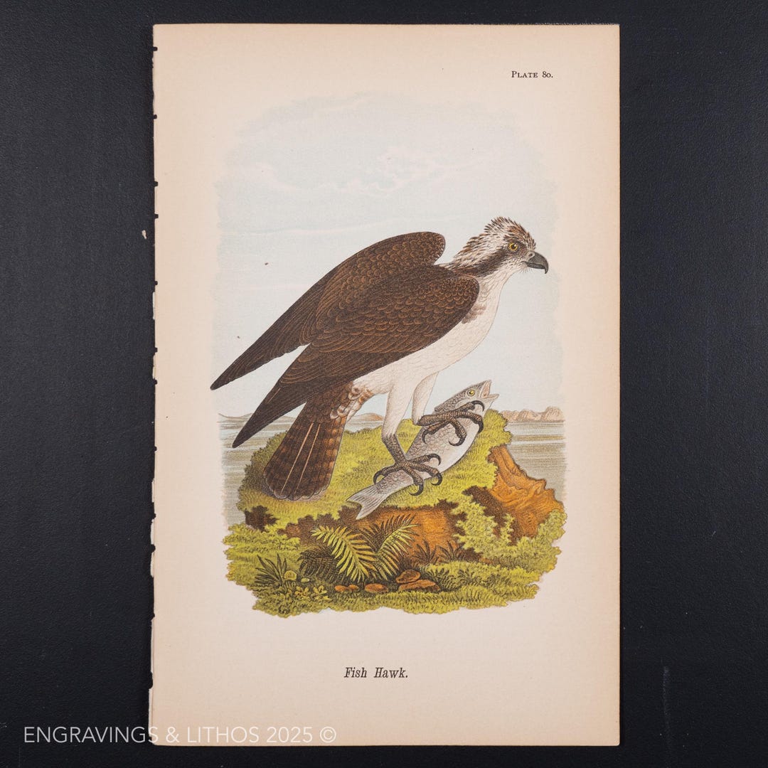 FISH HAWK - Original Color Lithography From Report on the Birds of ...