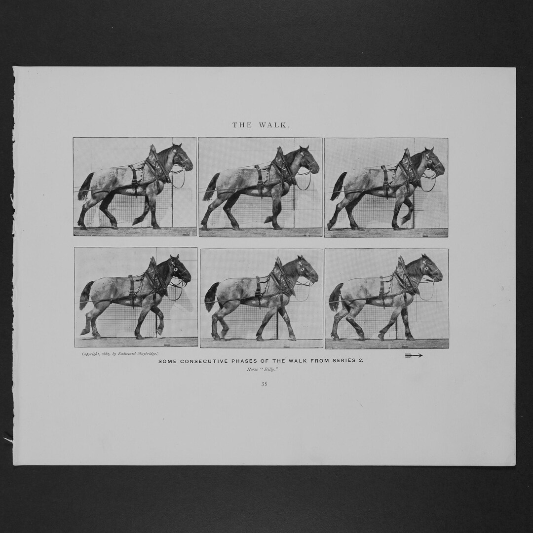 1902 - HORSE LOCOMOTION STUDY (harnessed) - the Walk - Collotype From E ...
